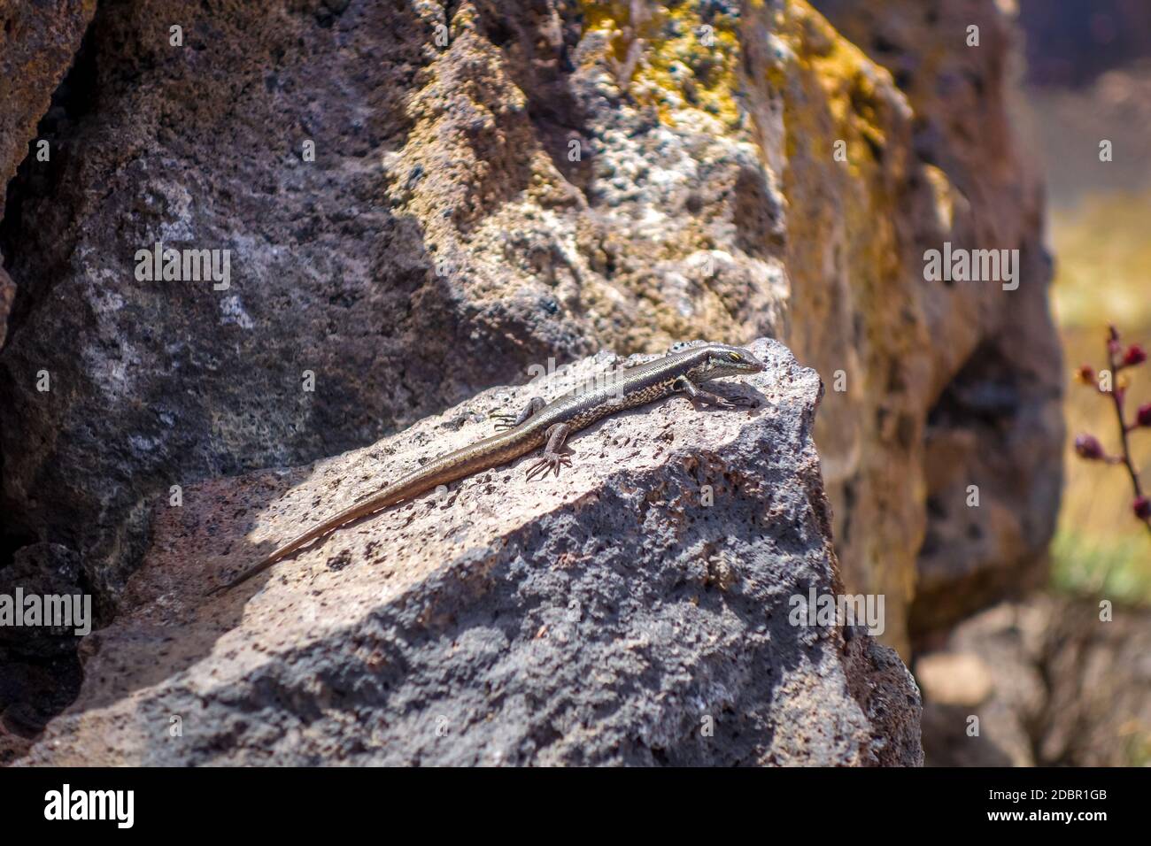 Lizard in Pico do Fogo crater, Cape Verde, Africa Stock Photo - Alamy
