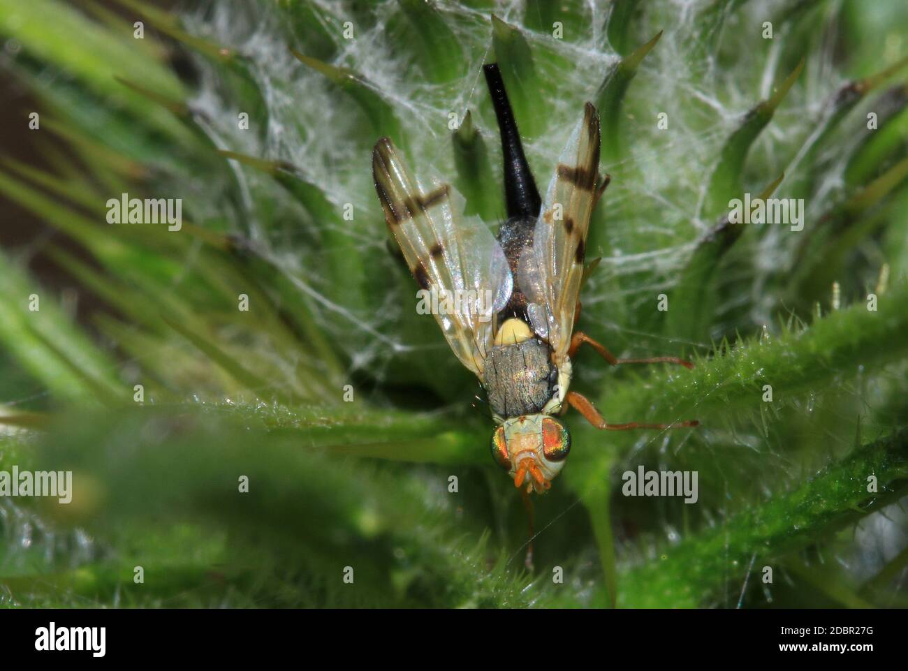 thistle gall fly, female, Urophora stylata, sitting on a spear thistle ...