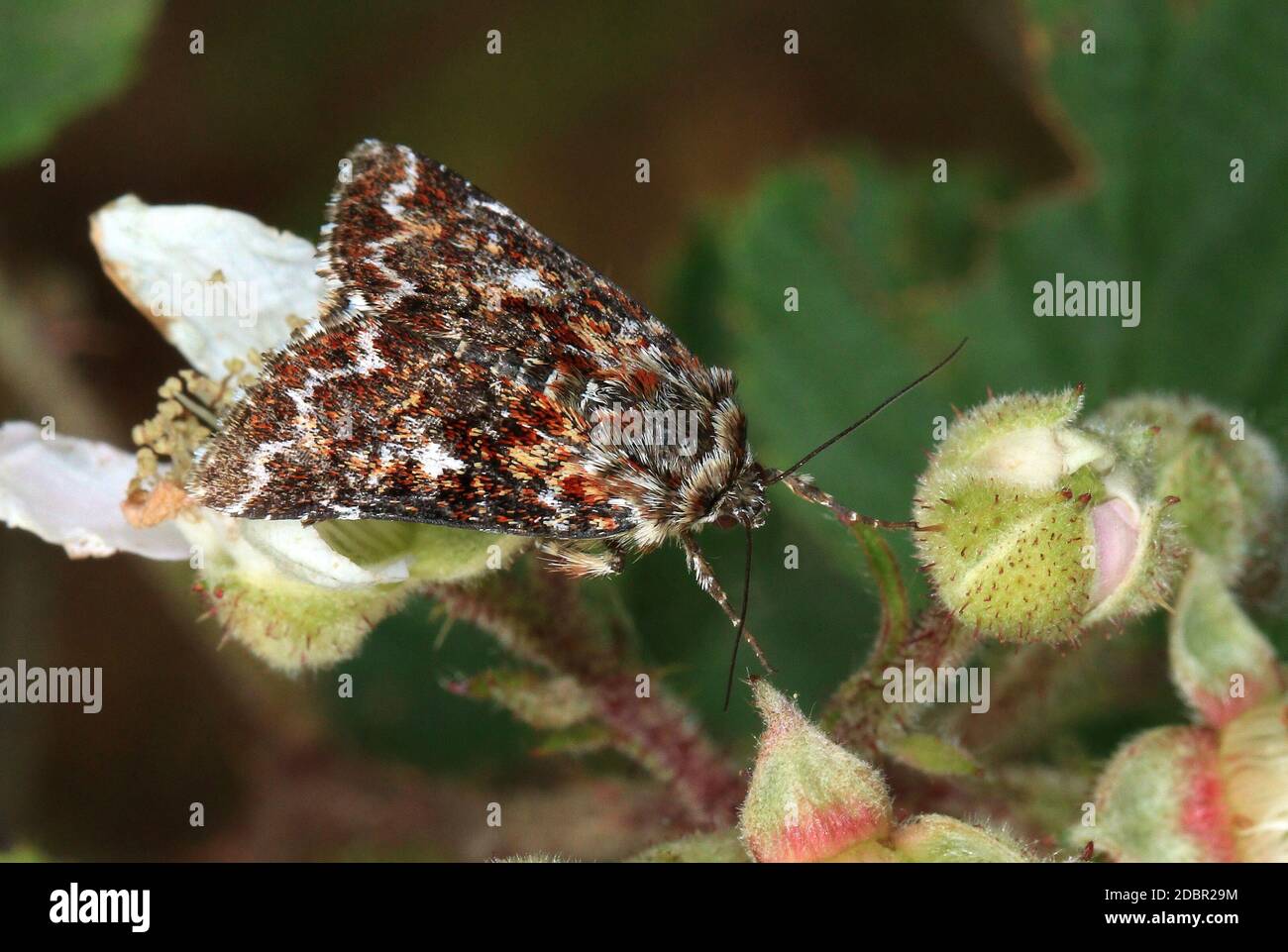 Anarta myrtilli, beautiful yellow underwing, rare species butterfly ...