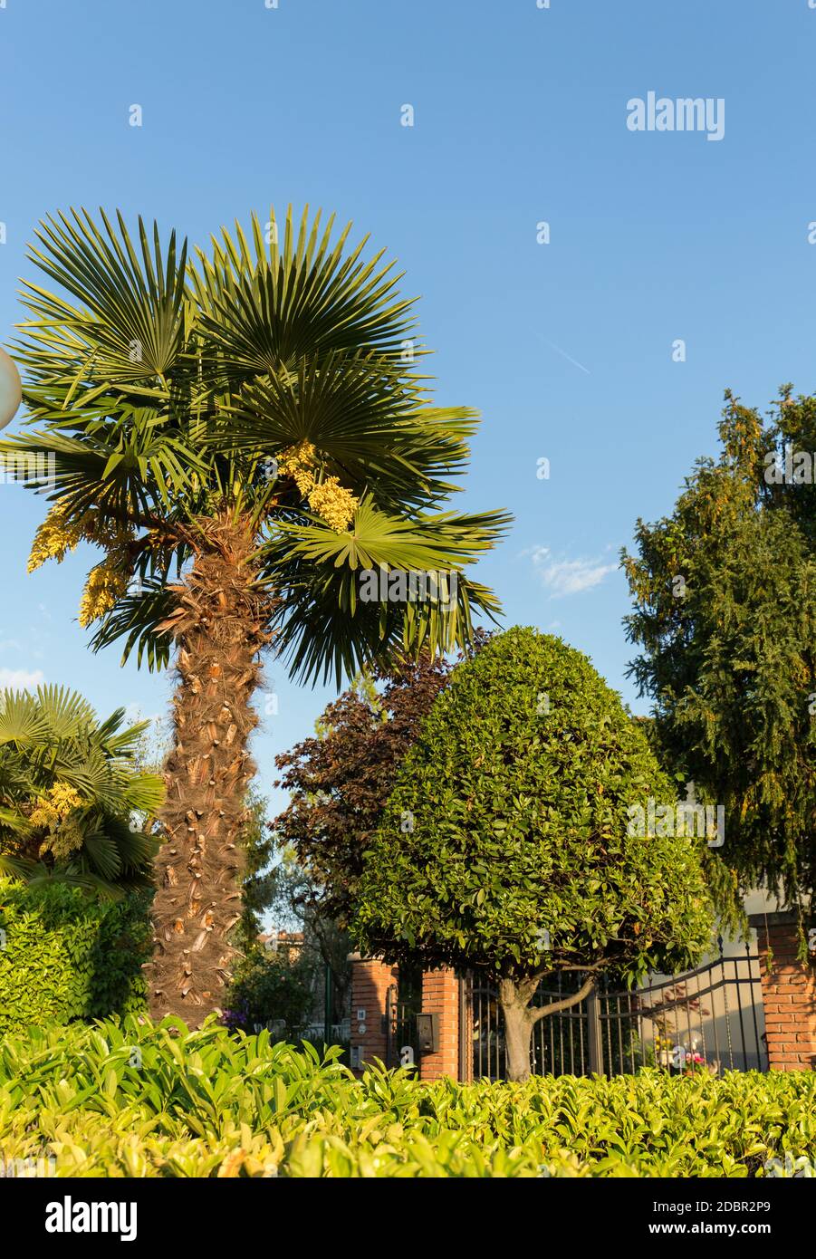 Garden with palm tree in Lazise on Lake Garda. Italy Stock Photo - Alamy