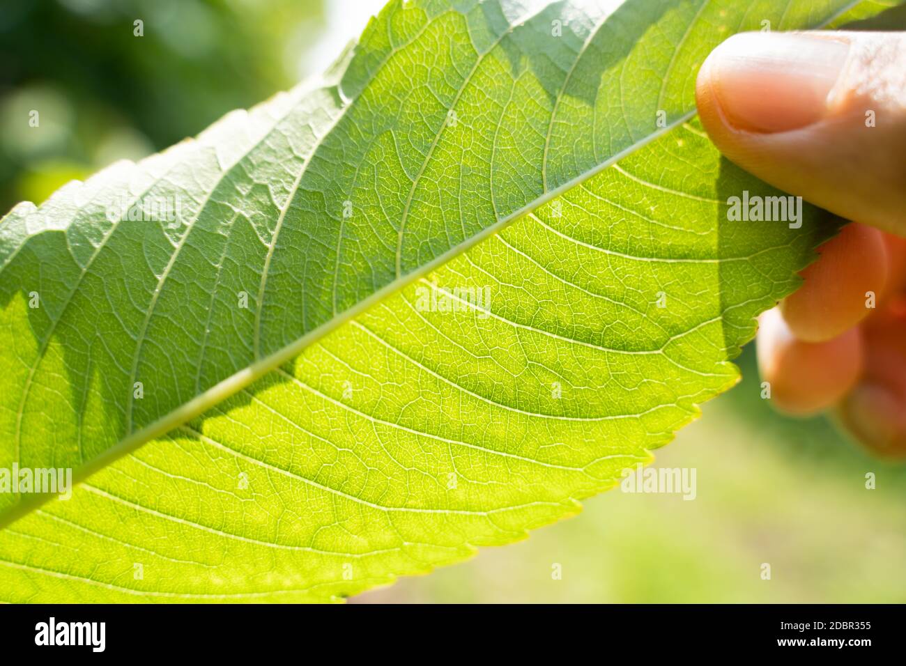 Farmer Hand Checking Agriculture Plant Growth At Field Stock Photo - Alamy