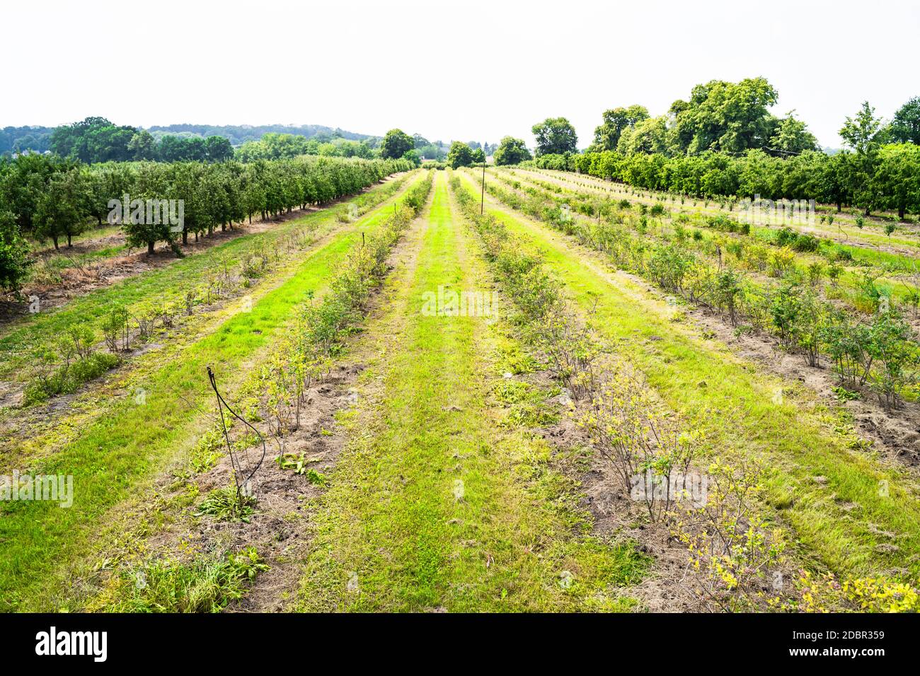Landscape Monoculture Gooseberry Plant Field Growth Farm Stock Photo ...