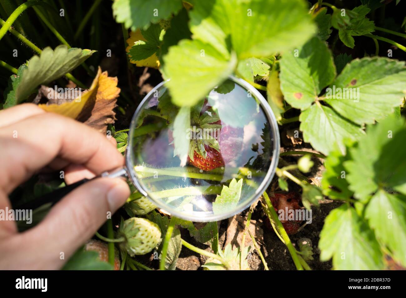 Examining Fresh Growing Organic Fruit Using Magnifying Glass Stock ...