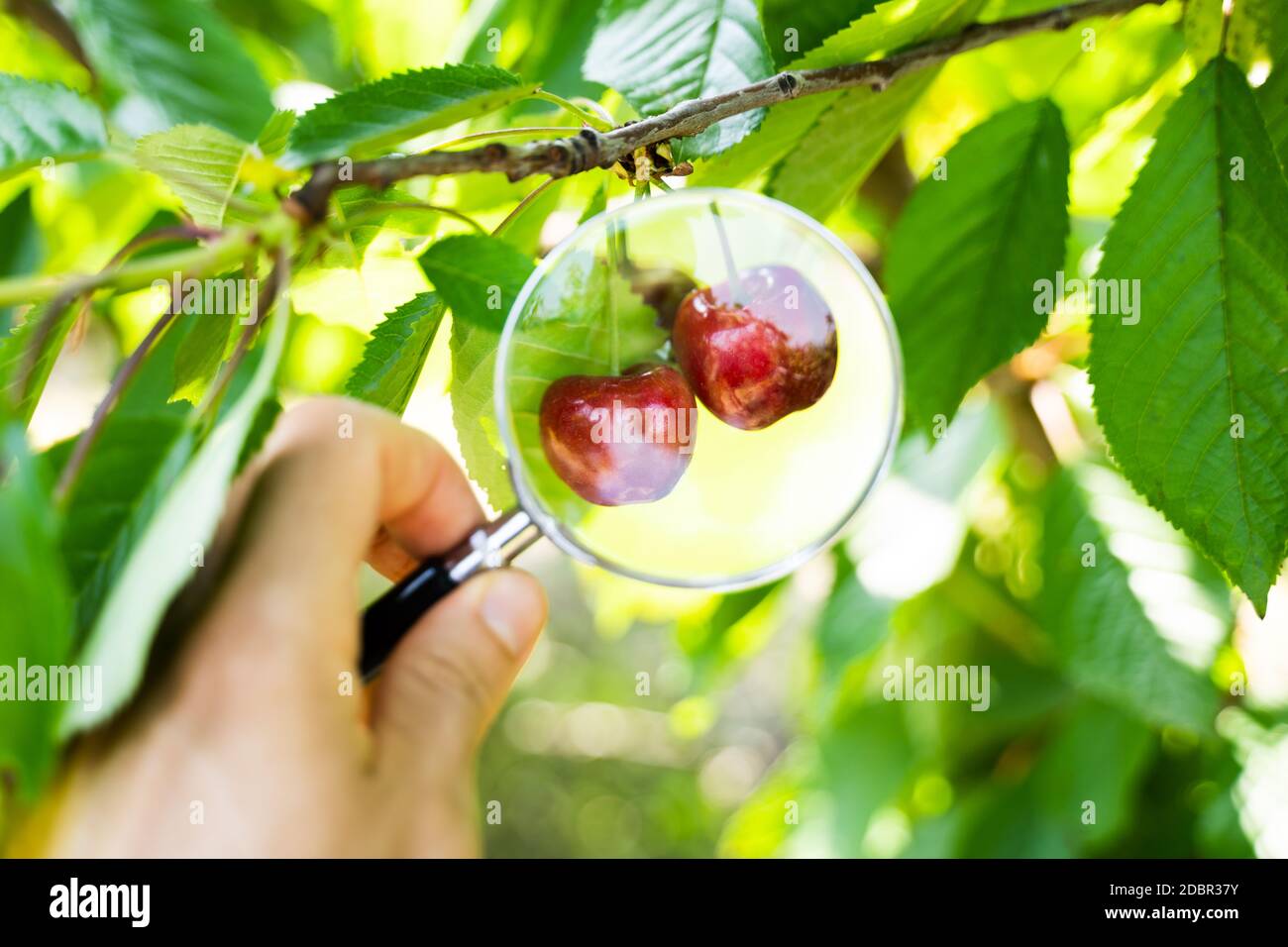 Examining Fresh Growing Organic Fruit Using Magnifying Glass Stock ...