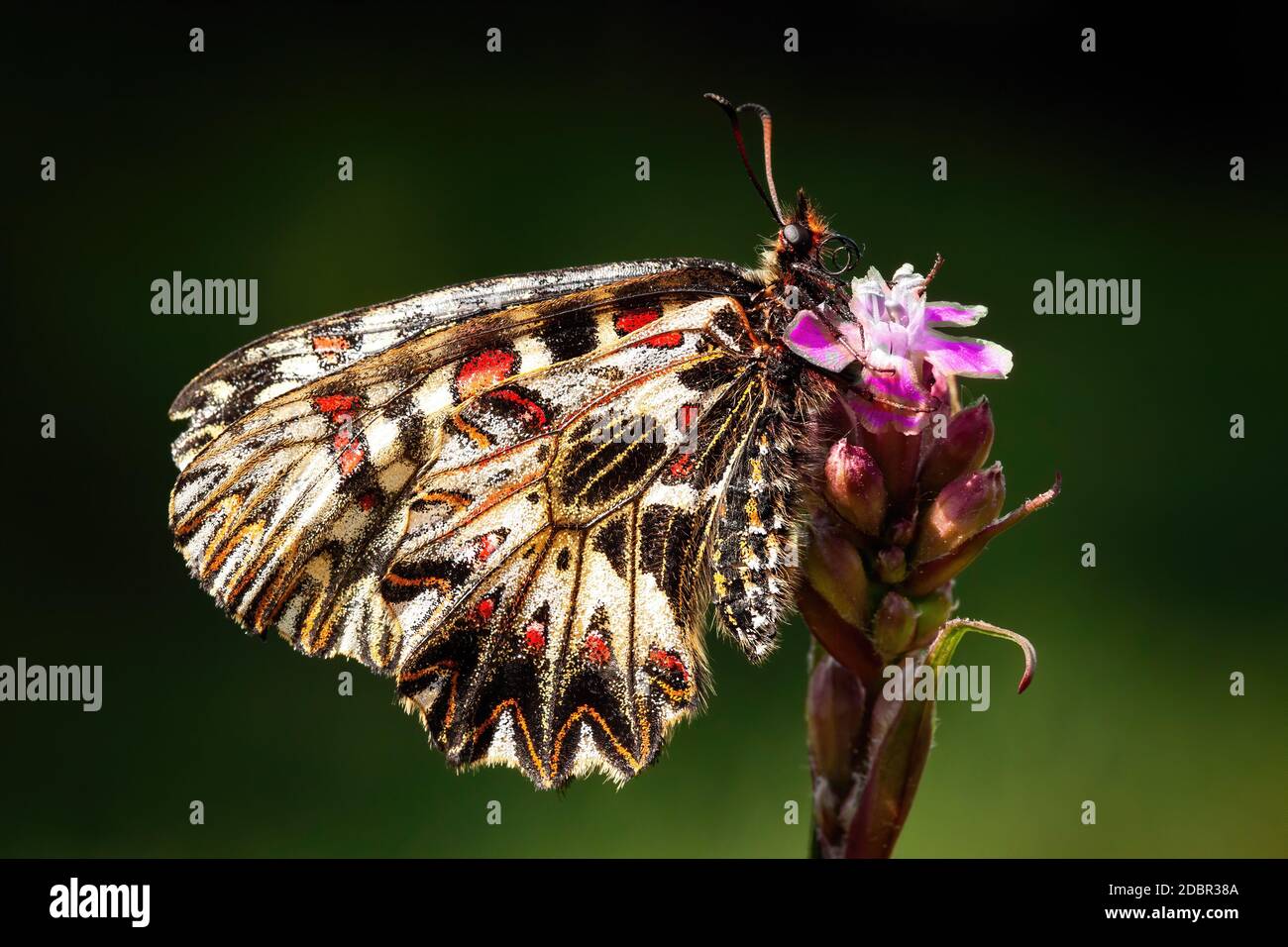 southern festoon, zerynthia polyxena, sitting on blooming flower ...