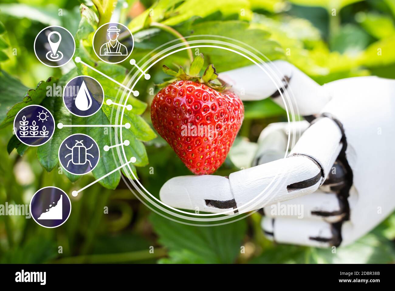AI Farmer Assistant Picking Fresh Fruit At Plant Stock Photo - Alamy