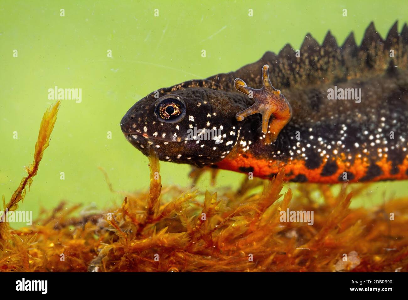 Close-up of danube crested newt, triturus dobrogicus, diving in water ...