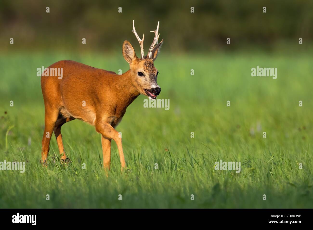 Tired roe deer, capreolus capreolus, buck breathing heavily with open ...