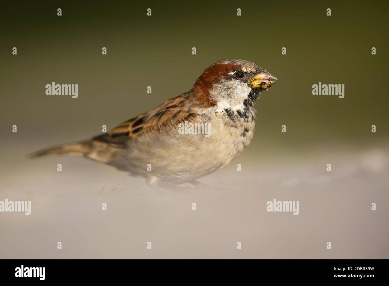 Cute house sparrow male sitting on the ground and looking into camera ...