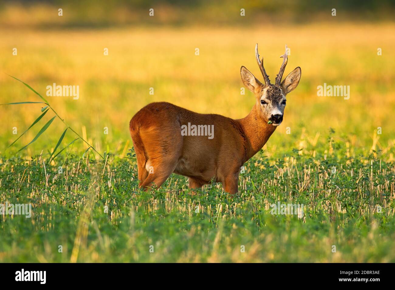 Creature creature in natura hi-res stock photography and images - Alamy