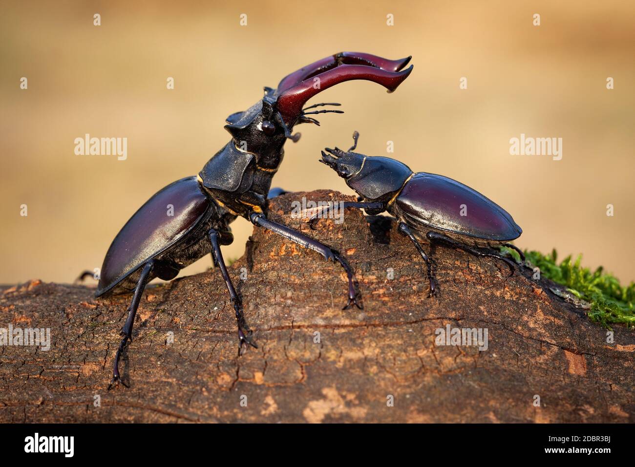 Harmonious scenery of male stag beetle, lucanus cervus, standing above ...