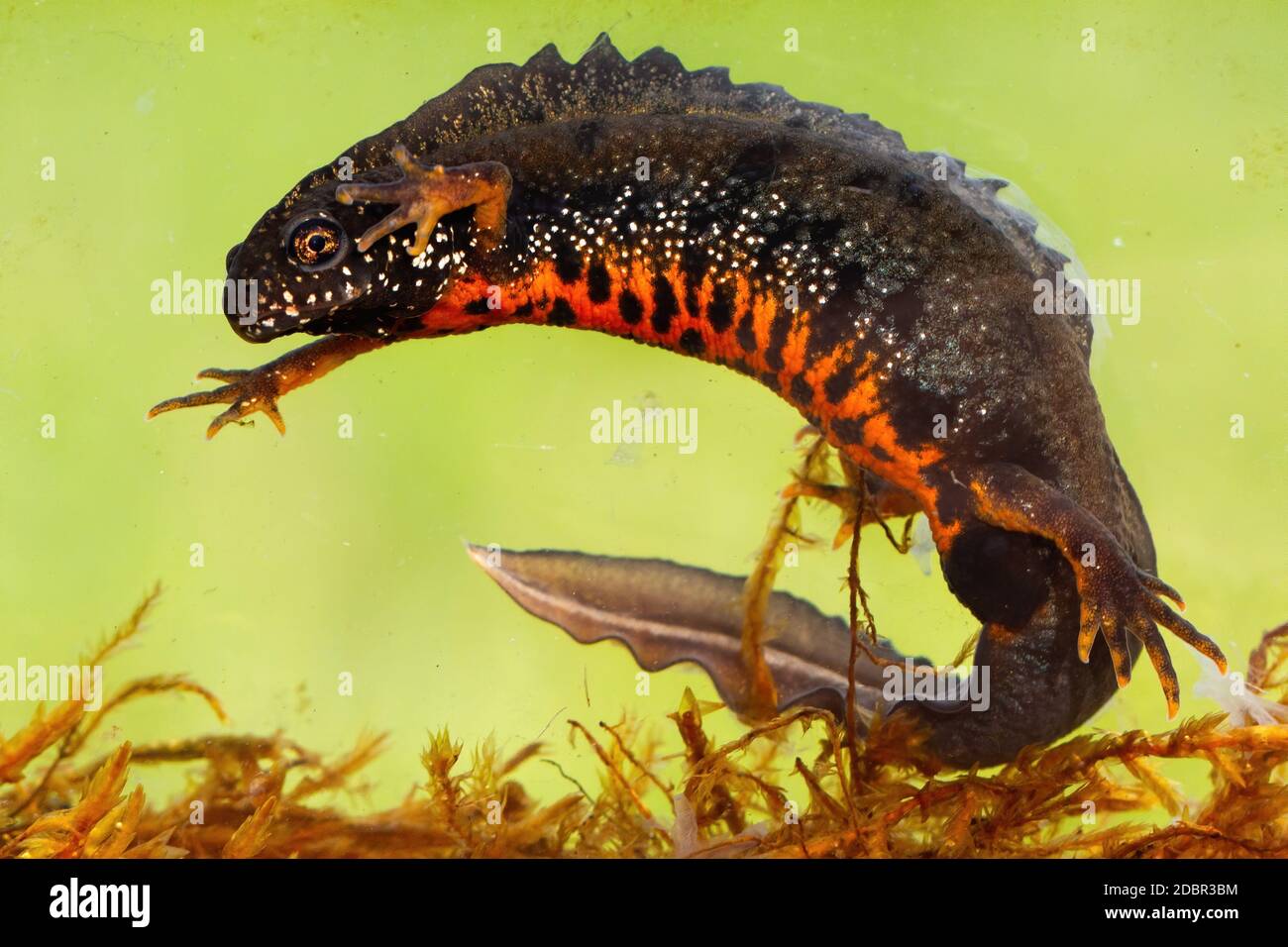 Male danube crested newt, triturus dobrogicus, swimming underwater in ...
