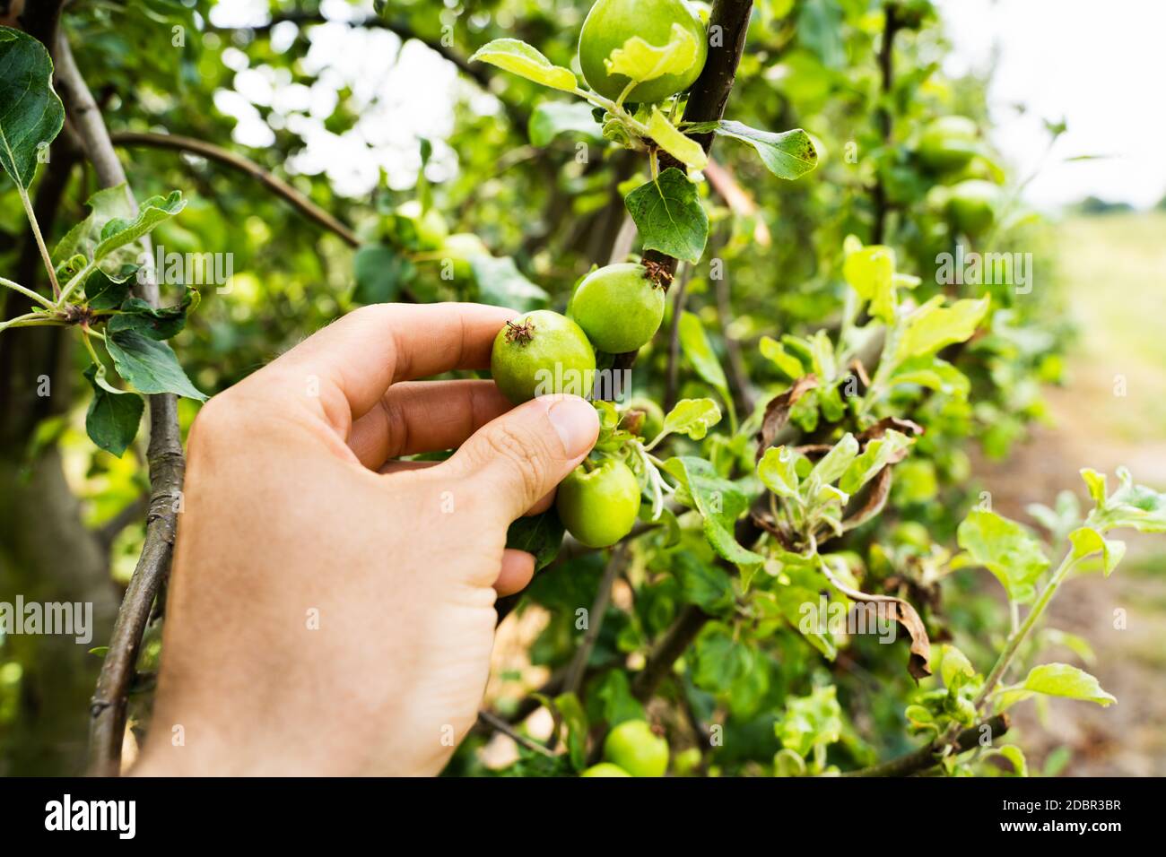 Picking Fresh Food At Farm From Tree Branch Stock Photo - Alamy