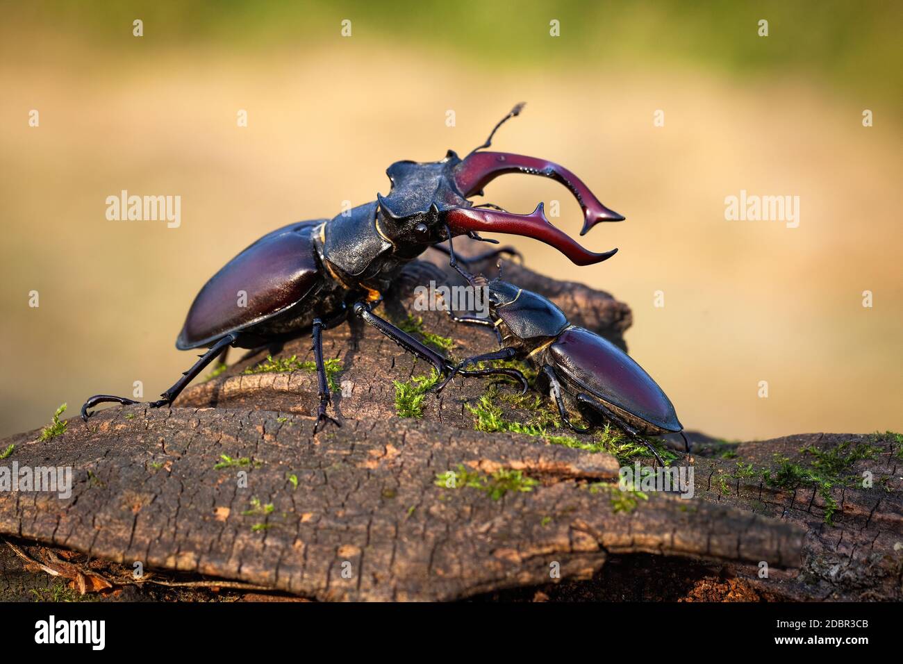Male and female stag beetle, lucanus cervus, standing together on tree ...