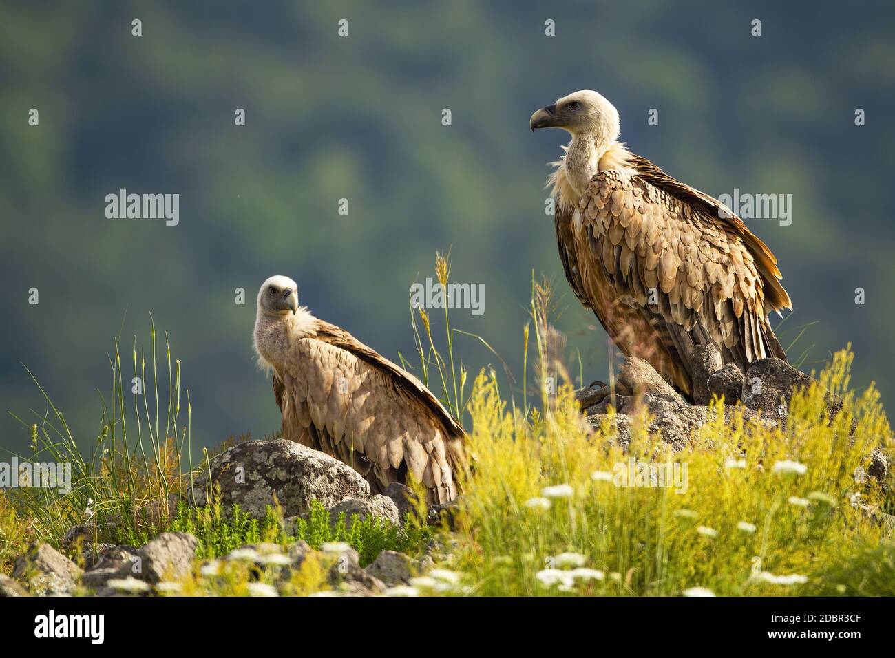 Two griffon vultures, gyps fulvus, resting on rock on edge of mountain ...