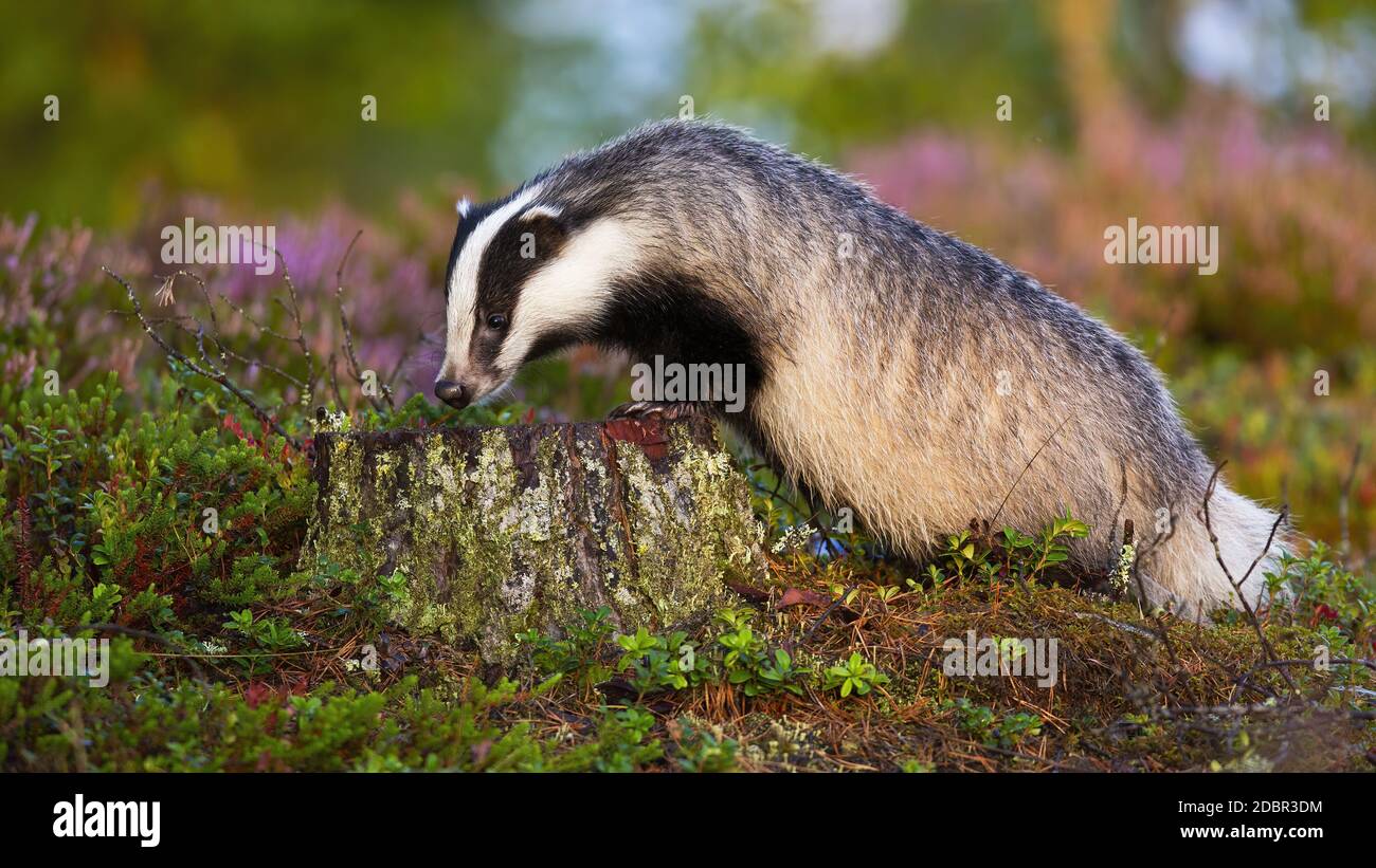 Badger sniffing ground hi-res stock photography and images - Alamy