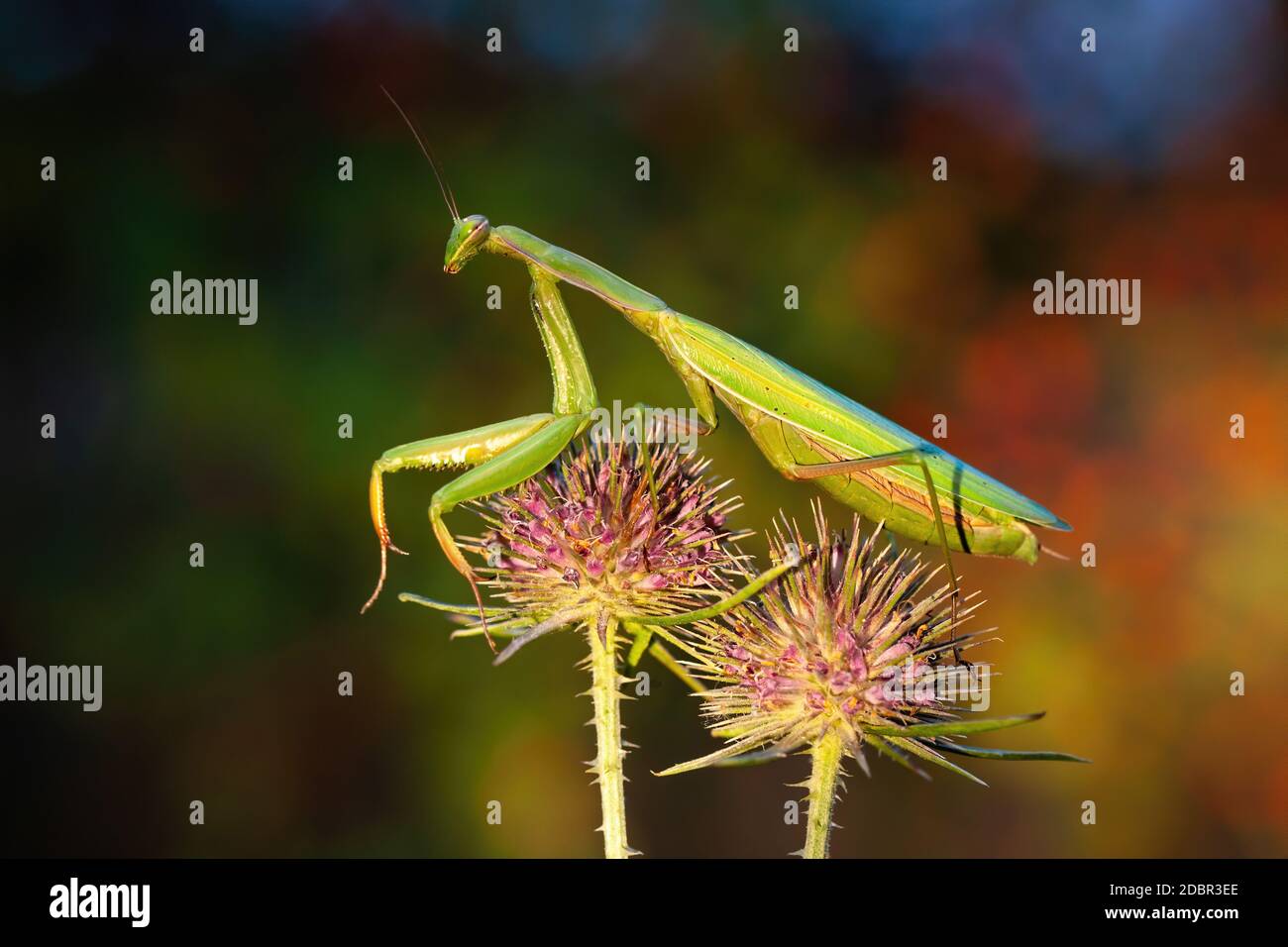 Two thistle heads hi-res stock photography and images - Alamy