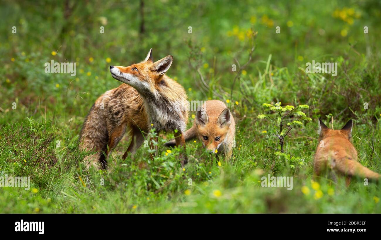 Protective red fox, vulpes vulpes, mother guarding her playing cubs on green glade in nature ...