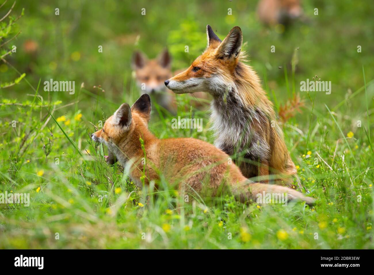 Four member family of fox, vulpes vulpes, grazing on the forest ...
