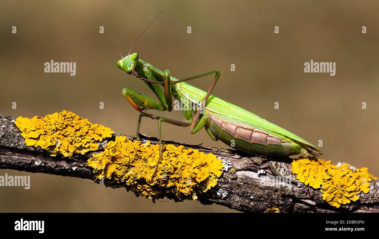 Moss mantis hi-res stock photography and images - Alamy