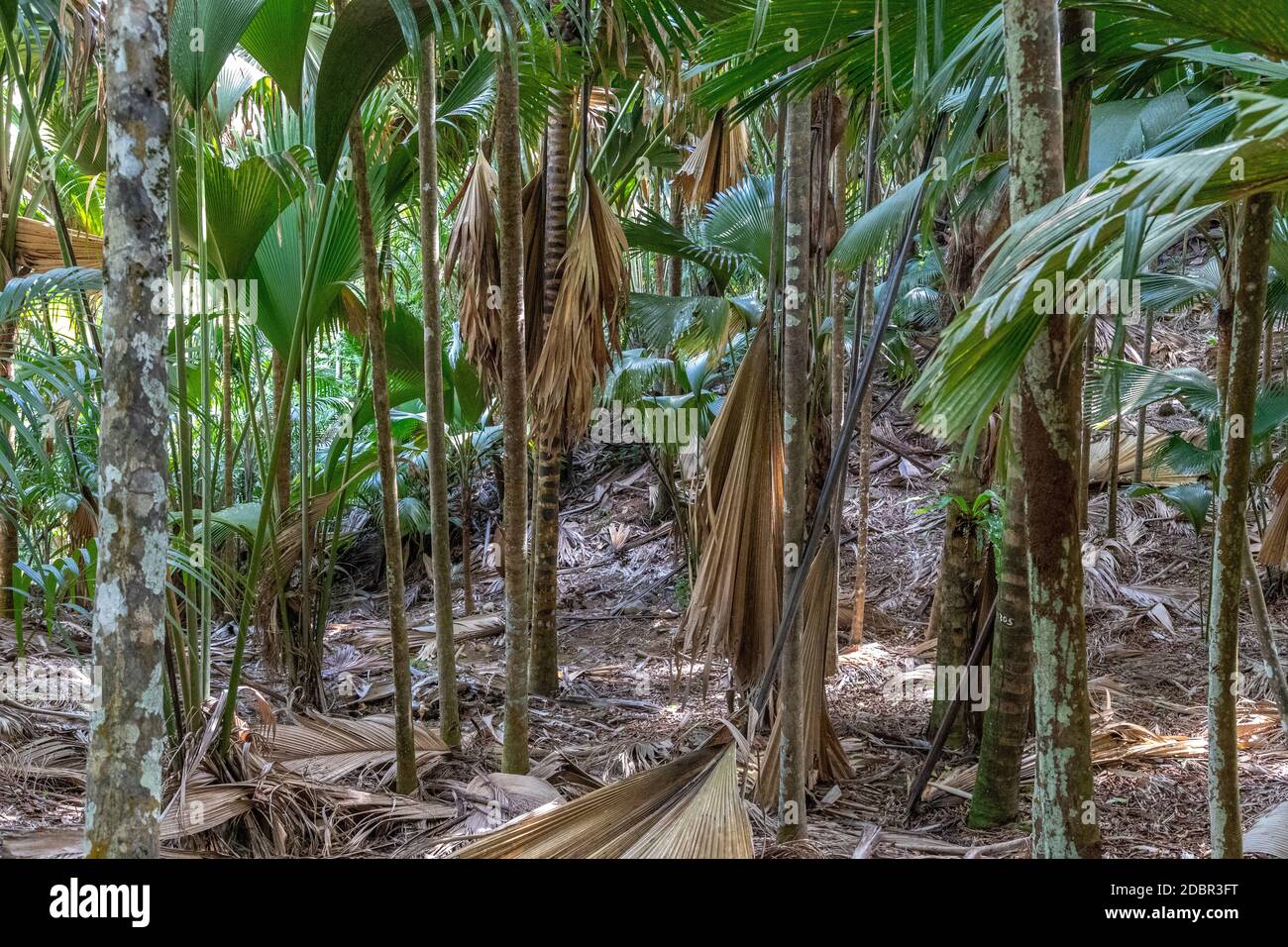 UNESCO world natural heritage Vallee de Mai with coco de mer palms on ...
