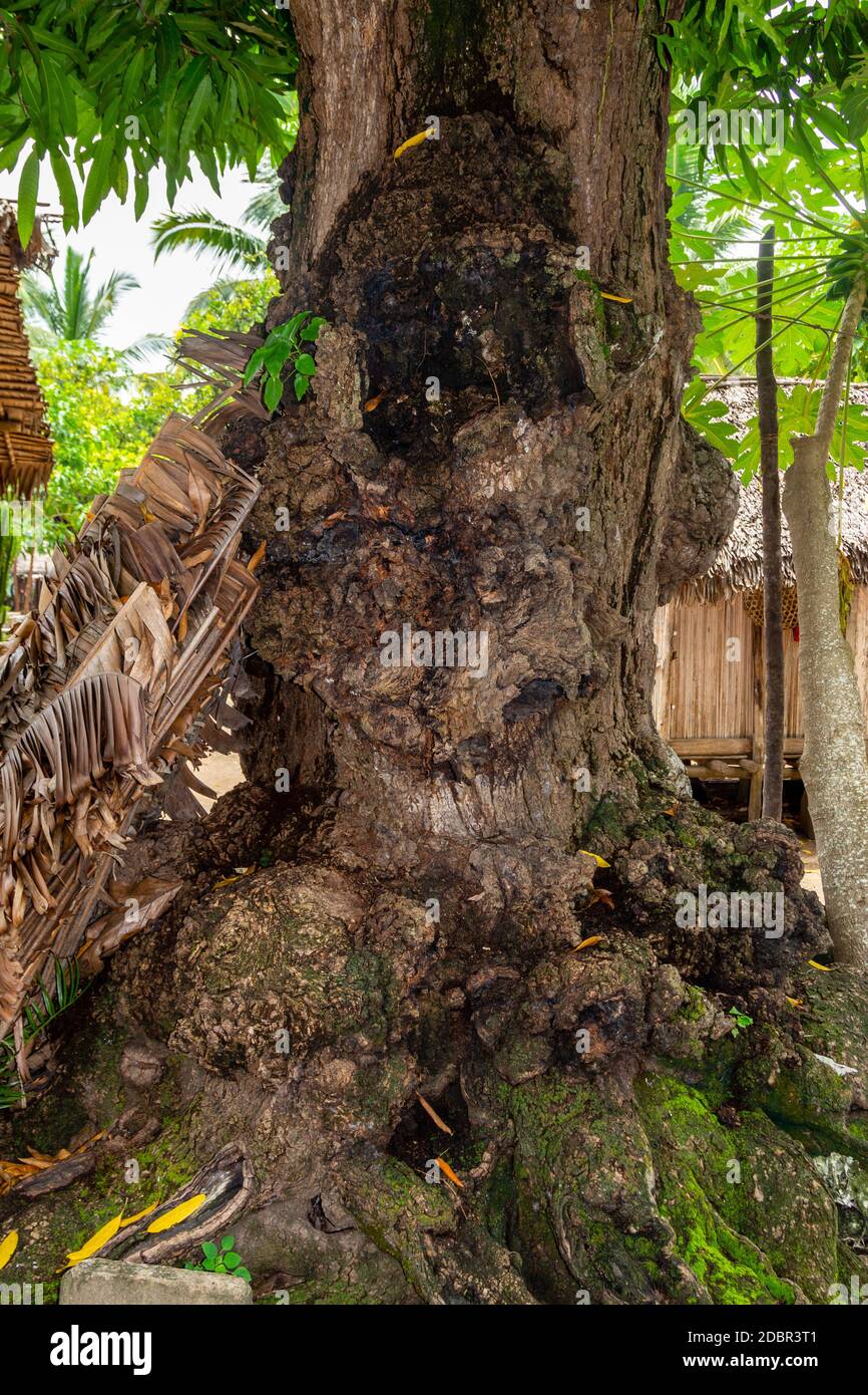 Unusual tree trunk at Lokobe nature strict reserve in Madagascar, Nosy ...