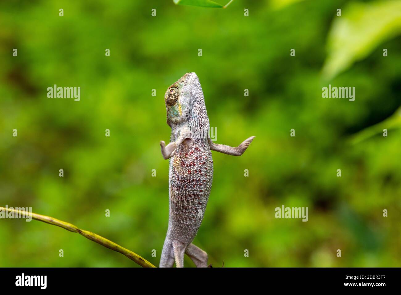 close-up of upright standing Panther chameleon (Furcifer pardalis) in ...