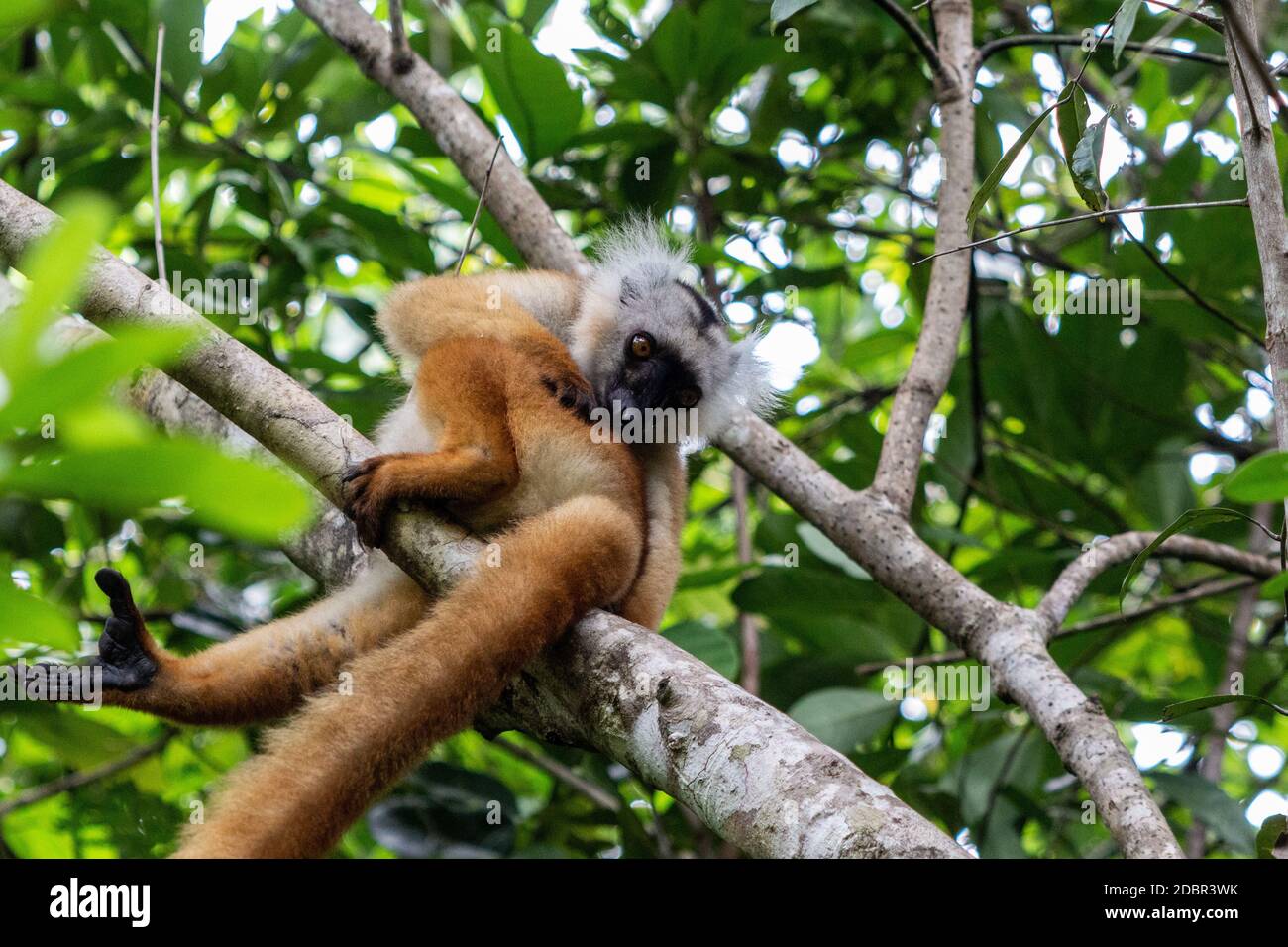 Lemur sitting on a tree at Lokobe nature strict reserve in Madagascar ...