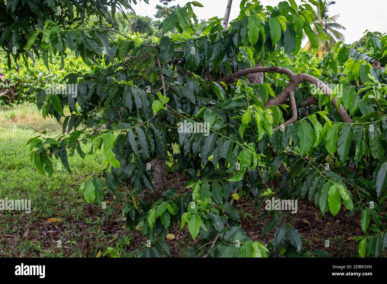 Ylang-Ylang Plantation Canada at Benjamin Bomar blog