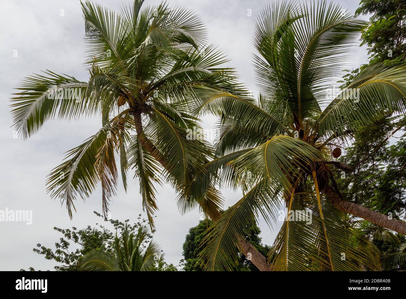 Beach at ebb with palm trees at Lokobe nature strict reserve in ...