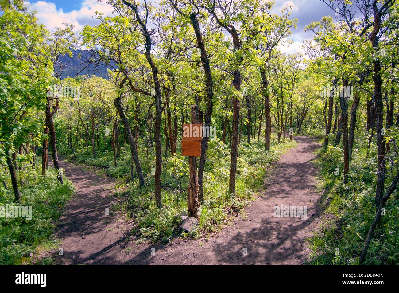 fork in the trail; mountain pathway splitting into separate directions ...