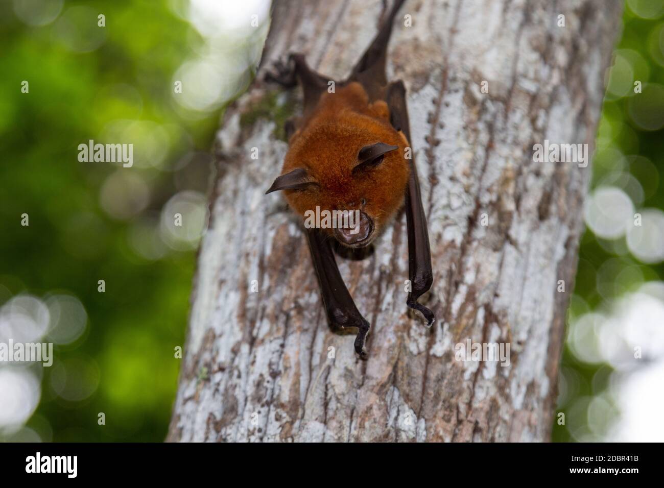 Sleeping bat hanging on a tree in Lokobe nature strict reserve in ...