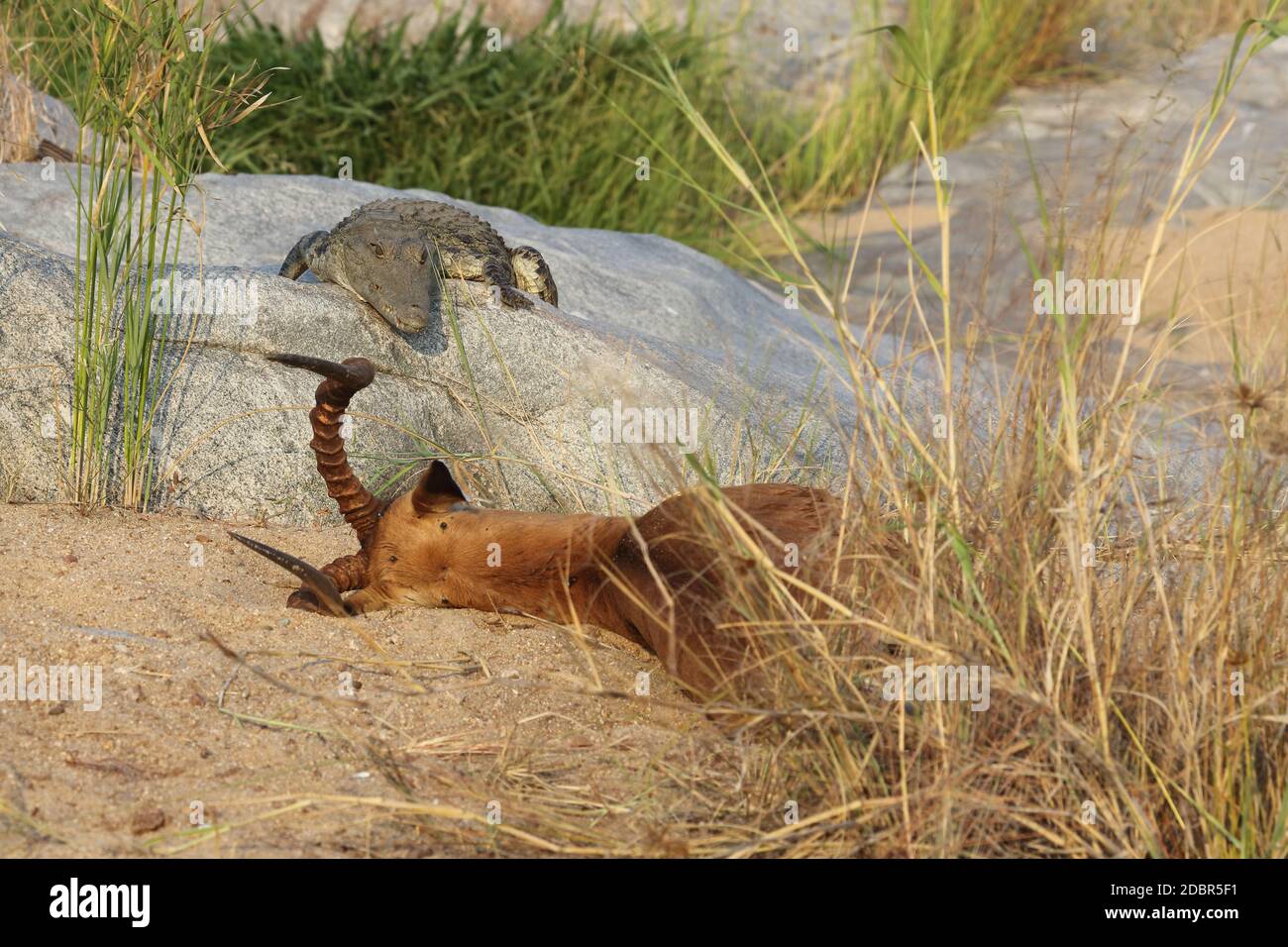 Krokodil krokodile hi-res stock photography and images - Alamy