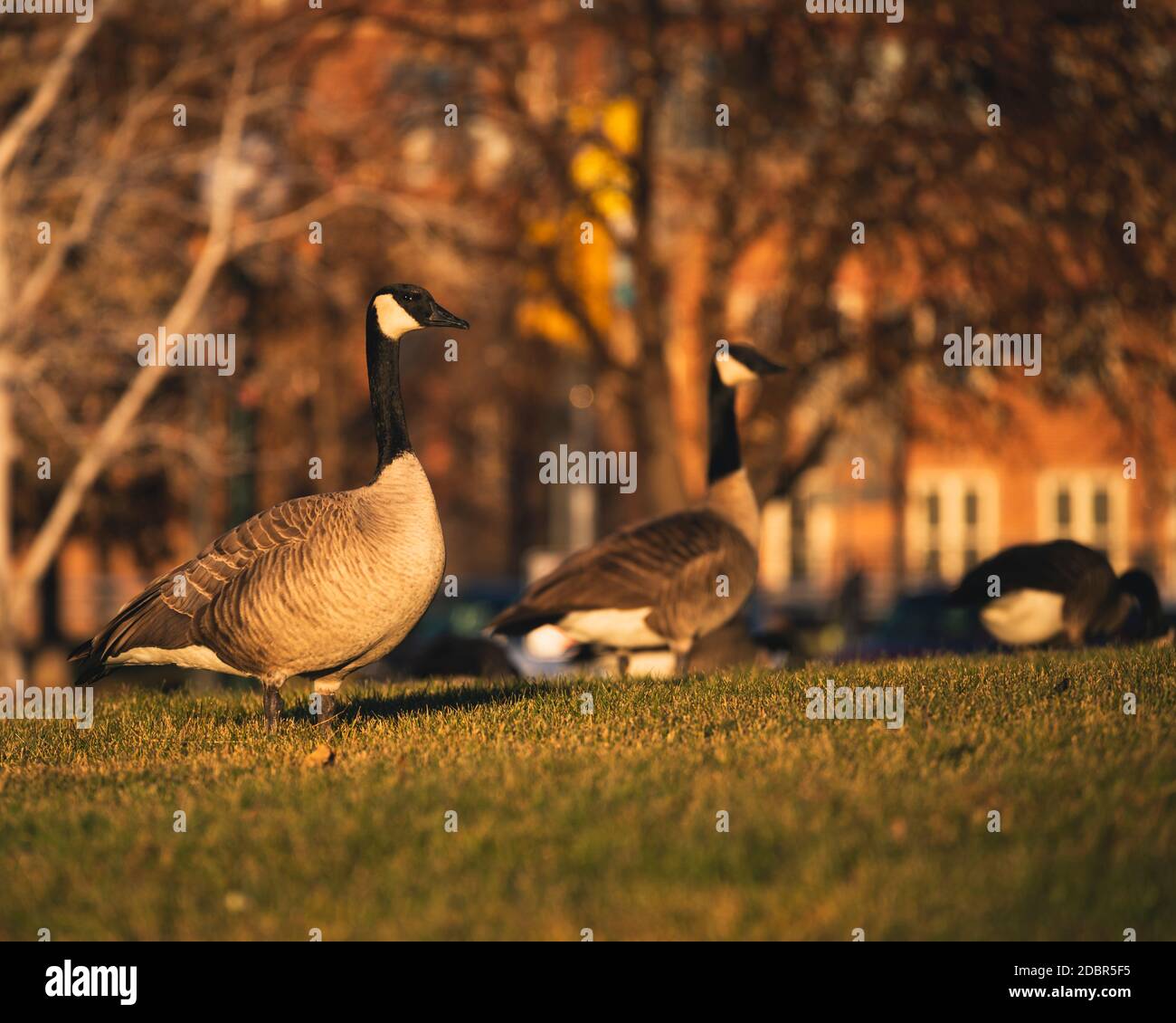 North american geese hi-res stock photography and images - Alamy