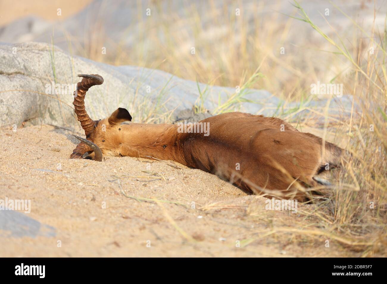 Dead antilope hi-res stock photography and images - Alamy