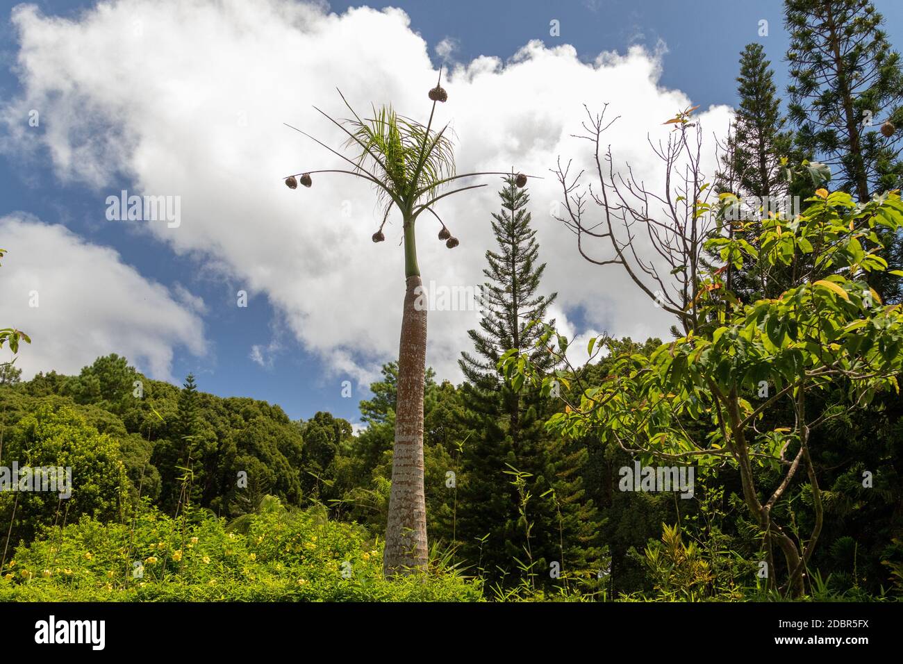 Palm tree with baya nests on Mauritius island, africa Stock Photo - Alamy
