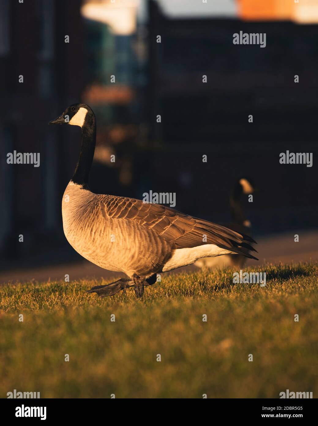 North american goose hi-res stock photography and images - Alamy