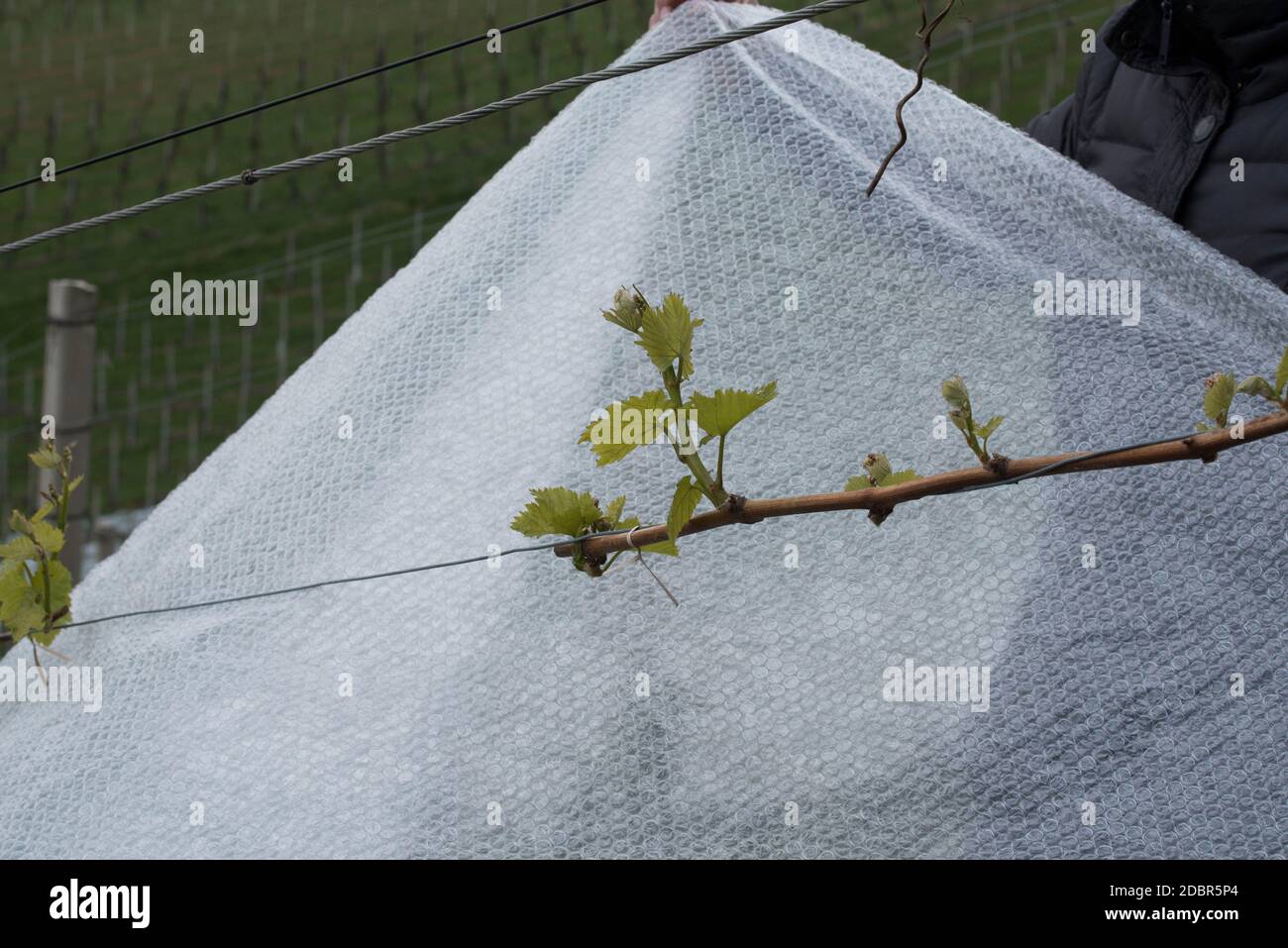 Frosty vineyard hi-res stock photography and images - Alamy