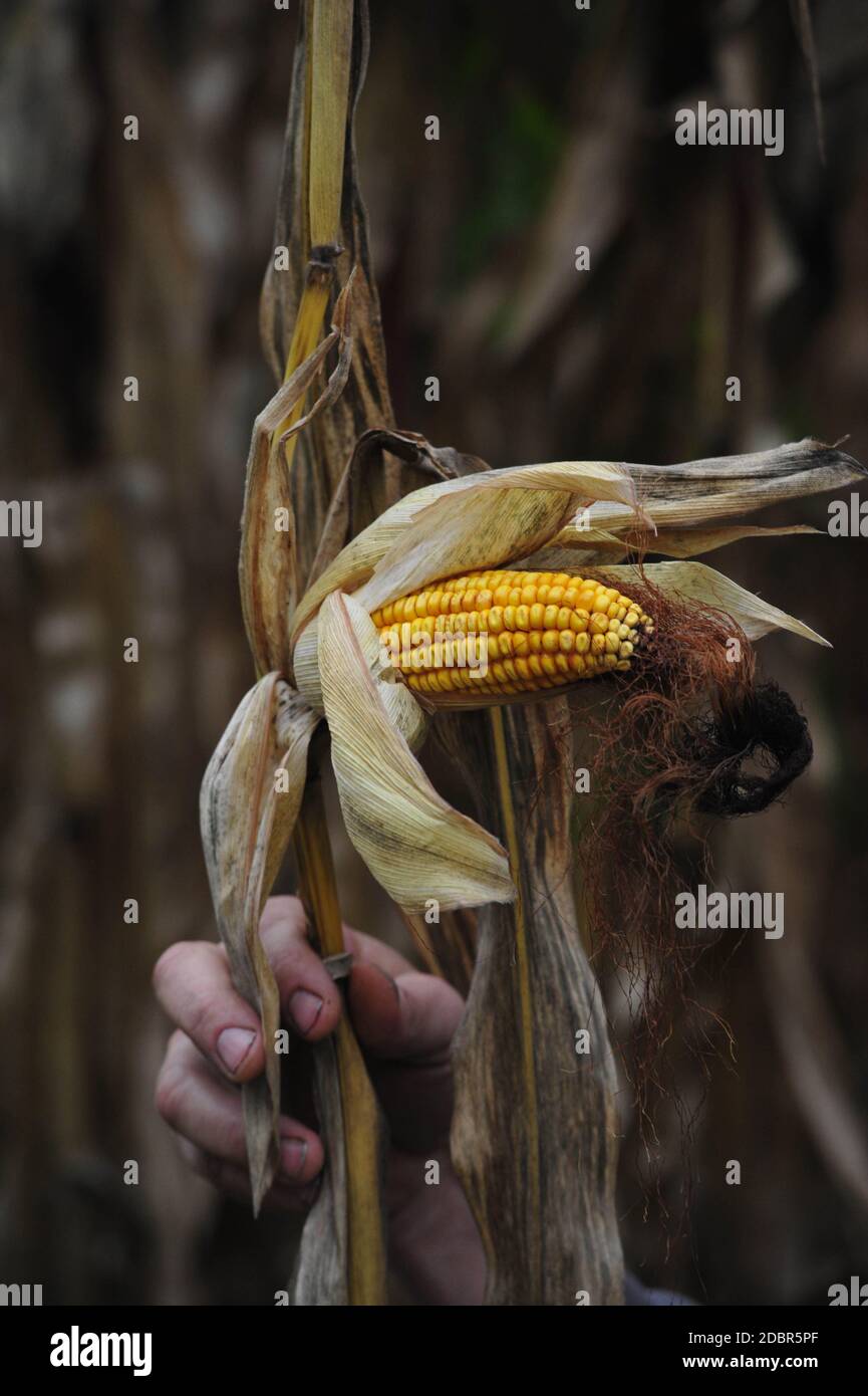 Drought crops failure hi-res stock photography and images - Alamy