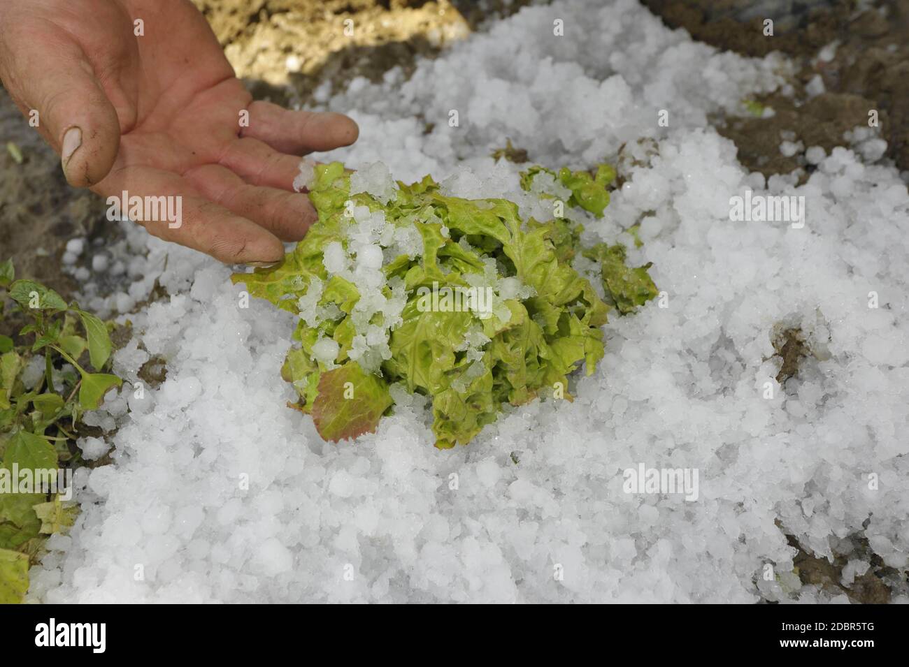 Hail damaged plant hi-res stock photography and images - Alamy