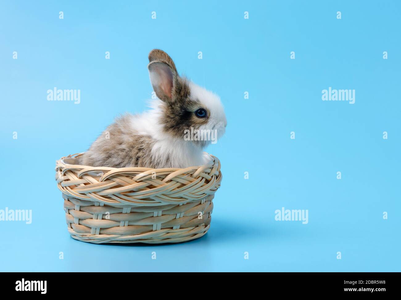 Cute baby rabbit sitting in wicker basket on blue background Stock ...
