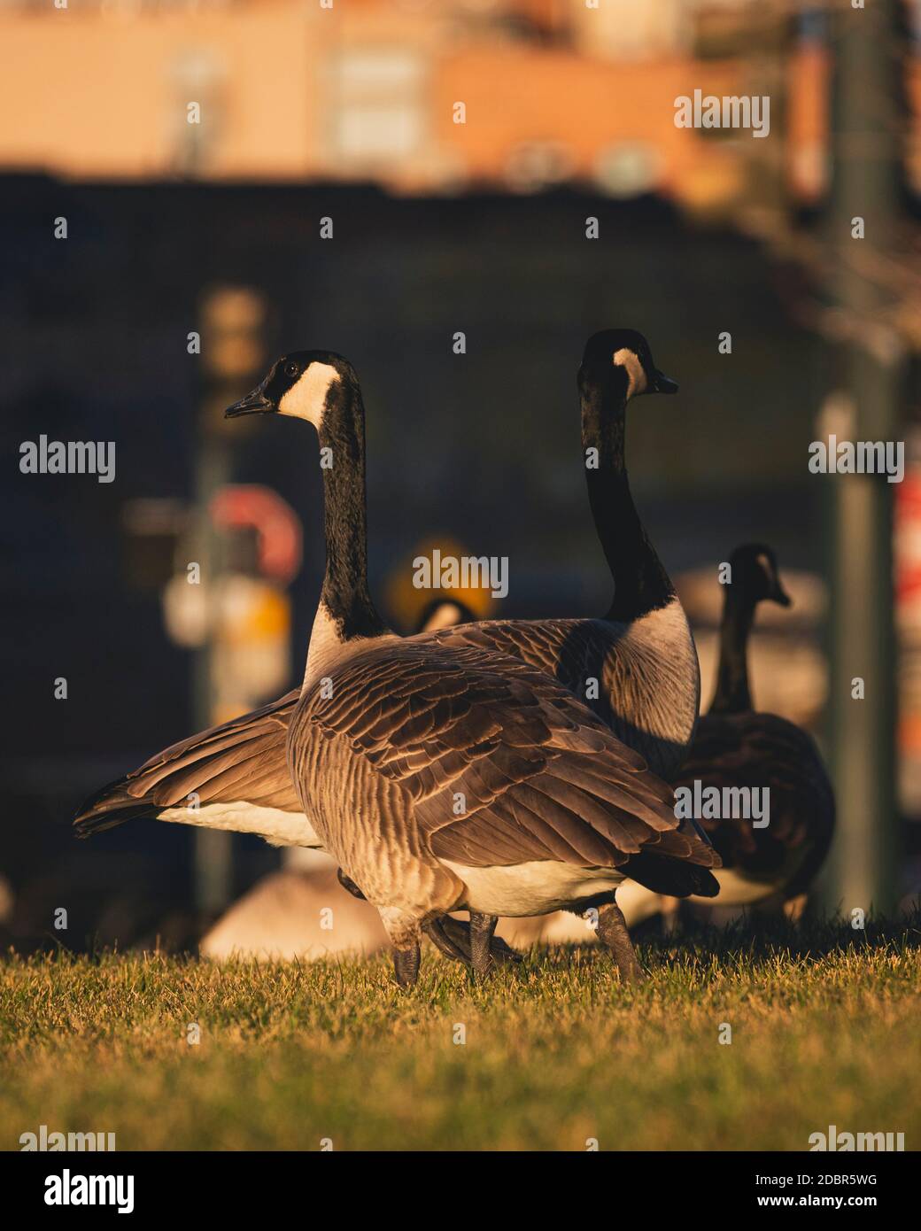 Goose in a city hi-res stock photography and images - Alamy