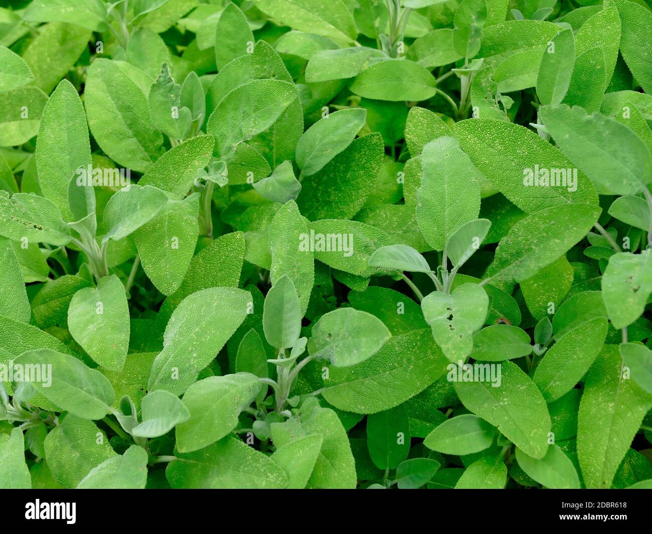 Salvia offic herbal garden hi-res stock photography and images - Alamy