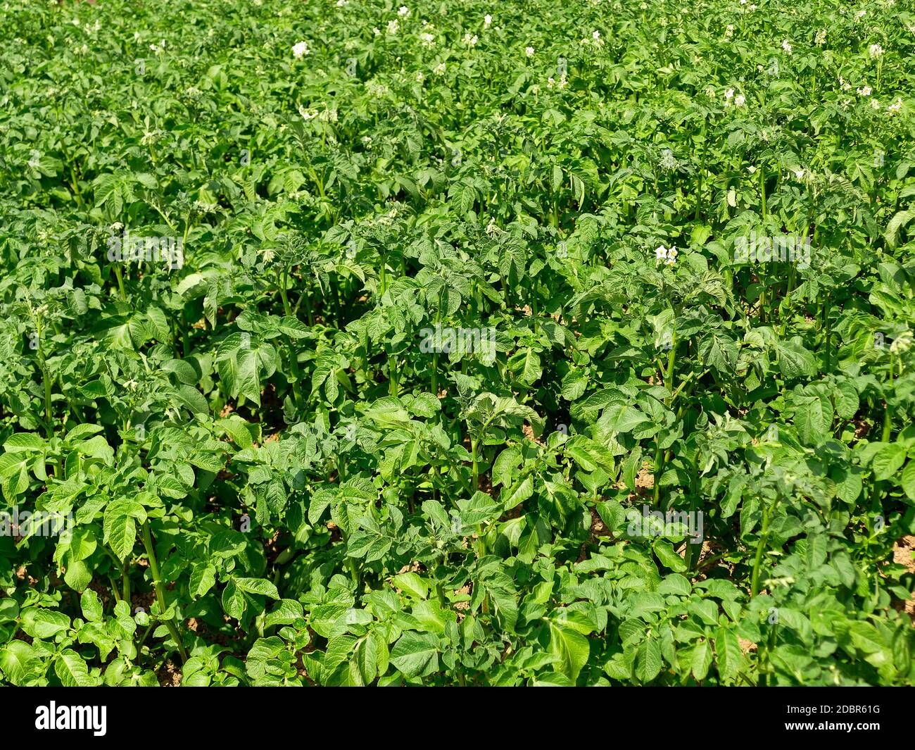 potato, cultivation in a garden Stock Photo - Alamy