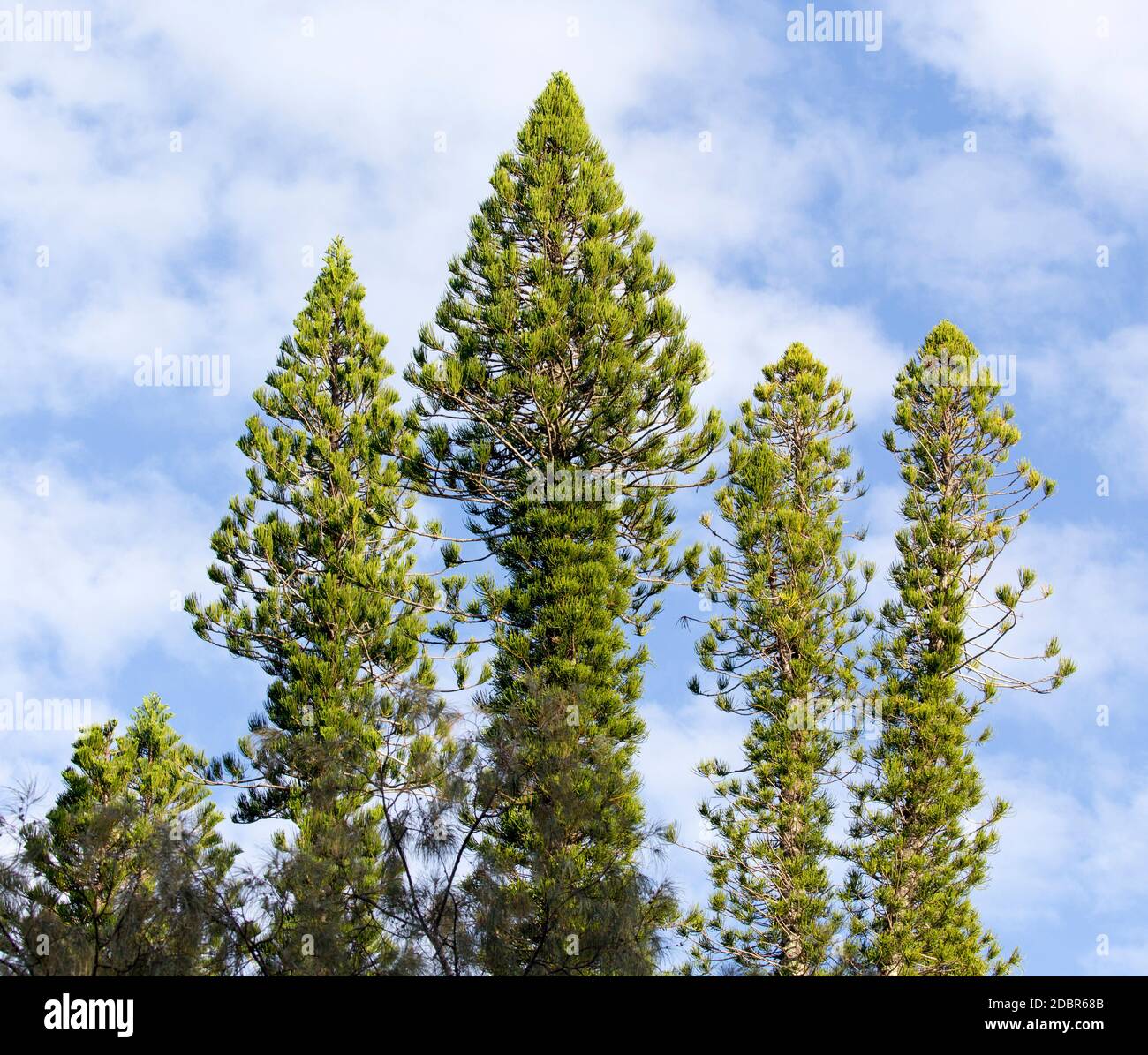 Araucaria Trees High Resolution Stock Photography and Images - Alamy