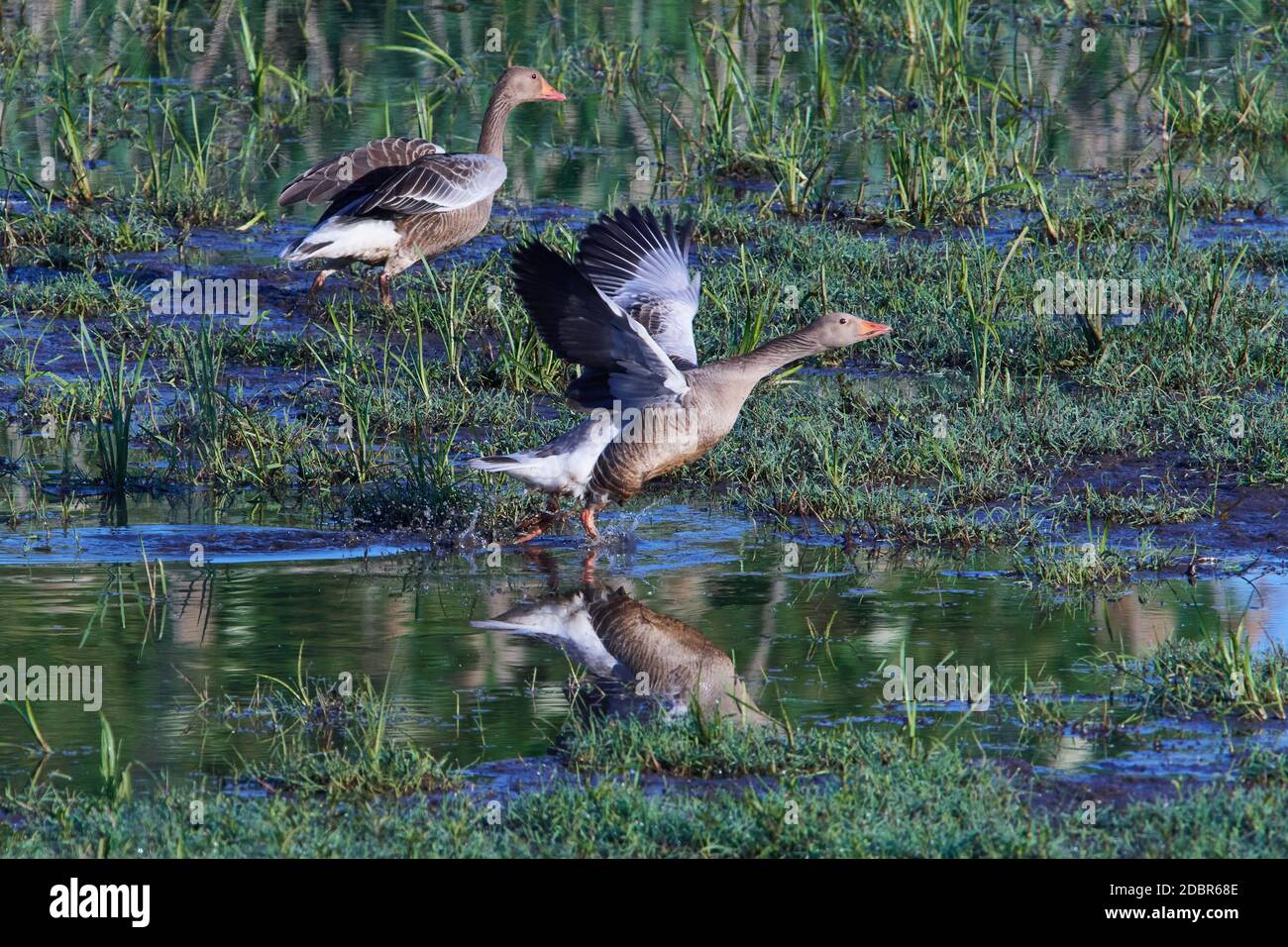 Brine spring hi-res stock photography and images - Alamy