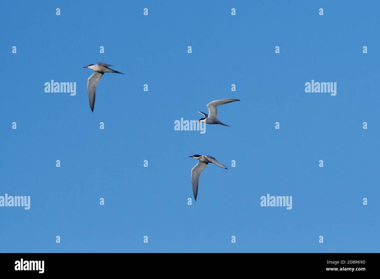 Common tern in flight hi-res stock photography and images - Alamy