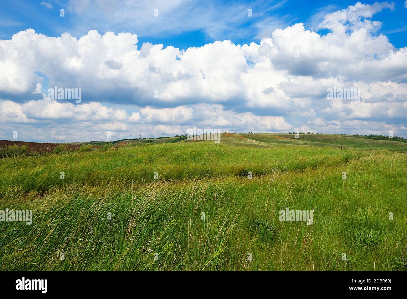 Summer natural landscape, meadow, field with a path, fresh green grass ...
