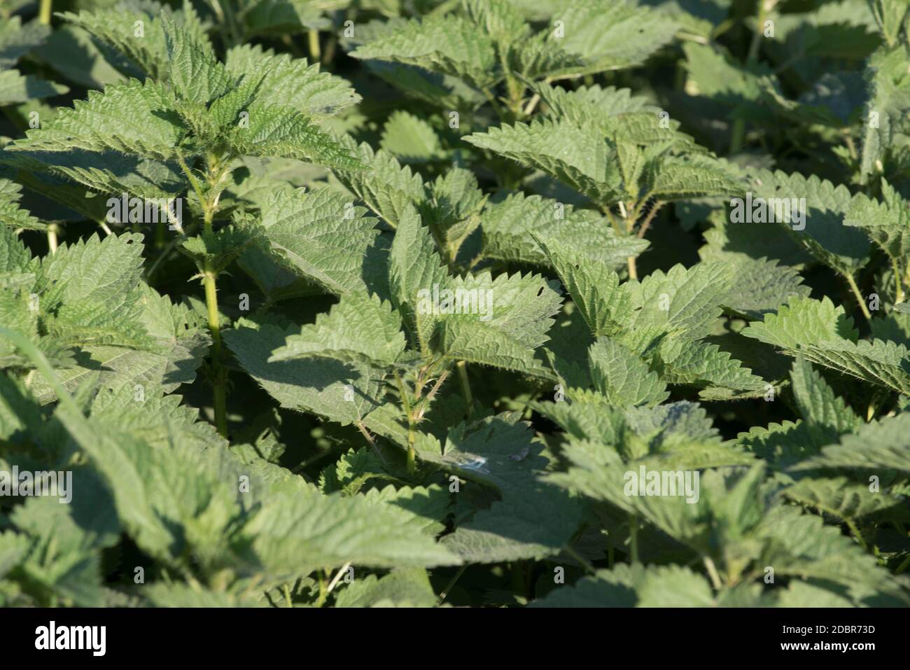 Nettle varieties hi-res stock photography and images - Alamy