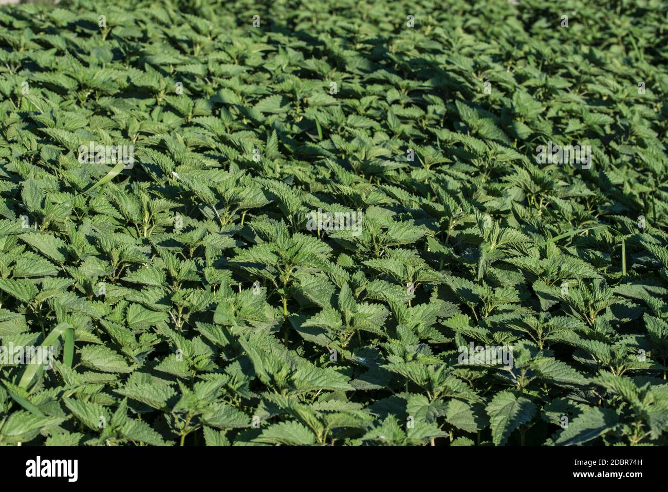 Nettle varieties hi-res stock photography and images - Alamy